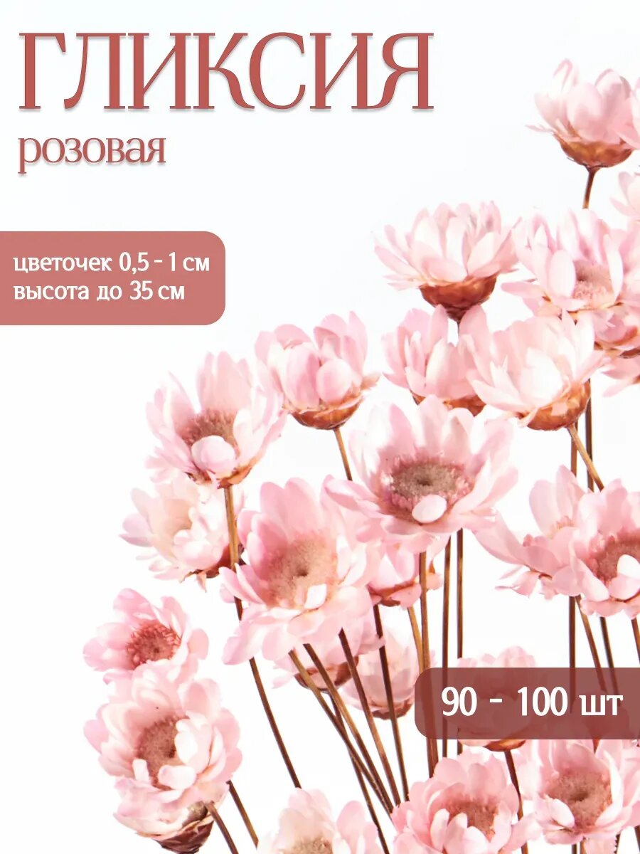 Гликсия розовая 100 шт, сухоцветы для декора