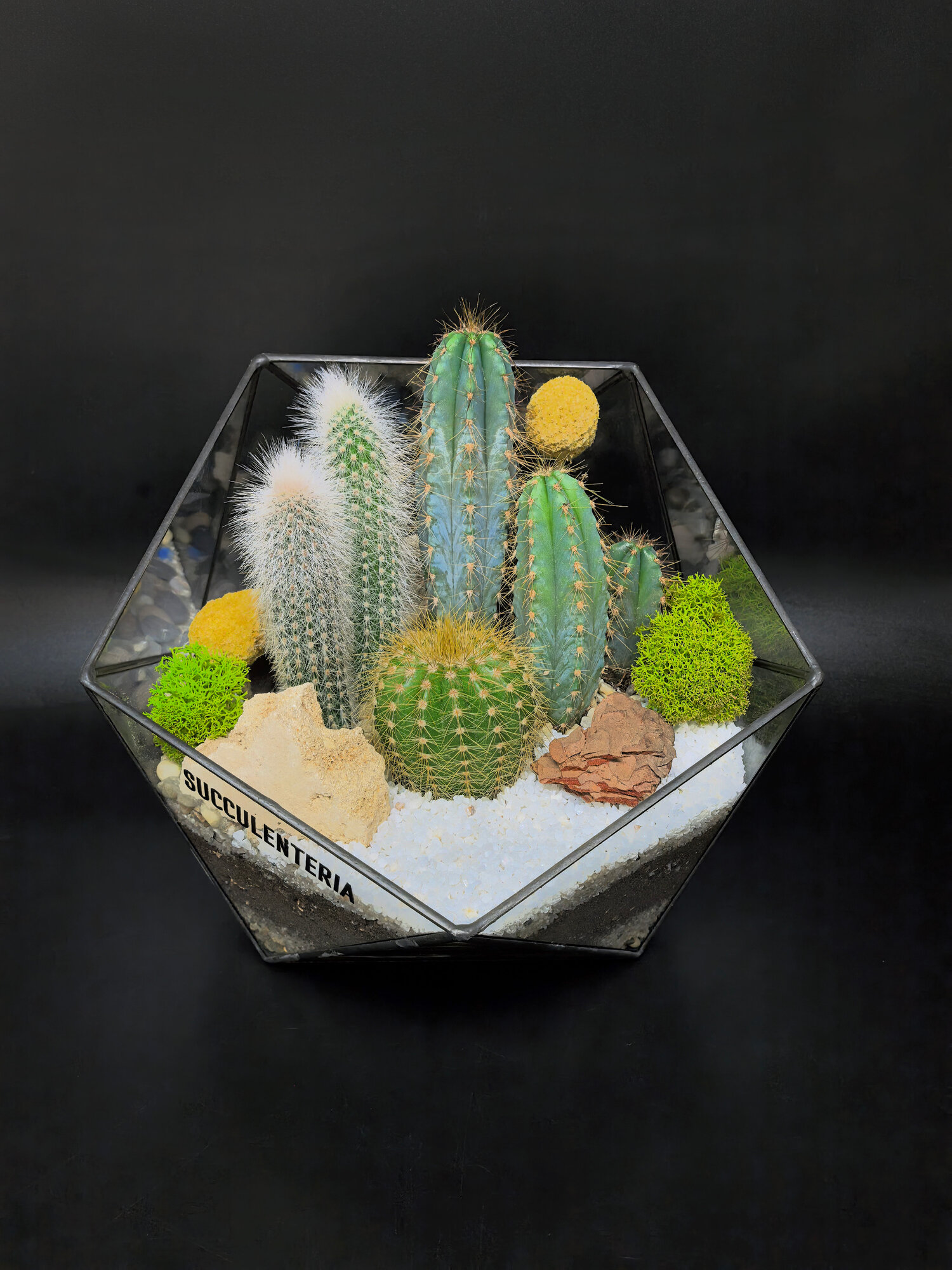 Флорариум с кактусом и суккулентами Succulenteria в стеклянной форме икосаэдр