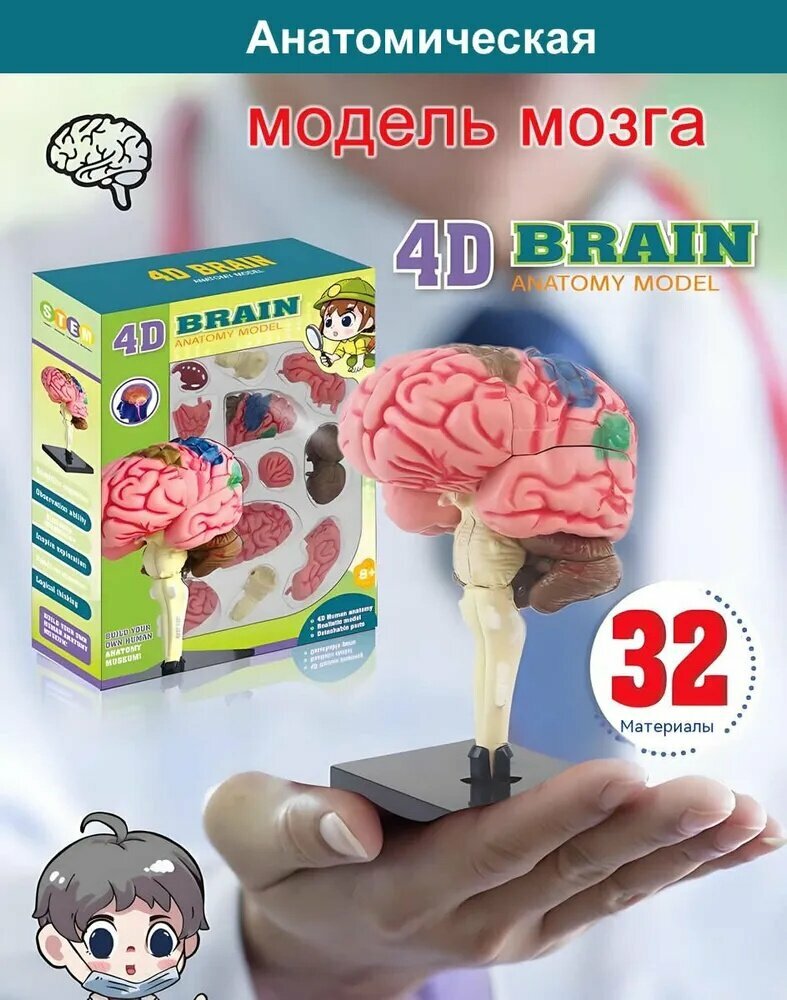 Анатомическая модель головного мозга человека, разборная, 31 часть. 4D макет человеческого мозга в уменьшенном размере.