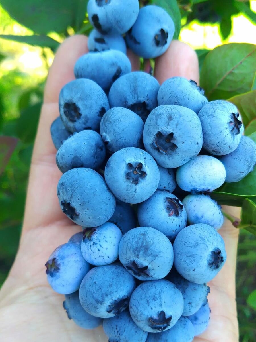 Голубика "Река", морозостойкий, высокорослое, многолетнее, 0,35 кг