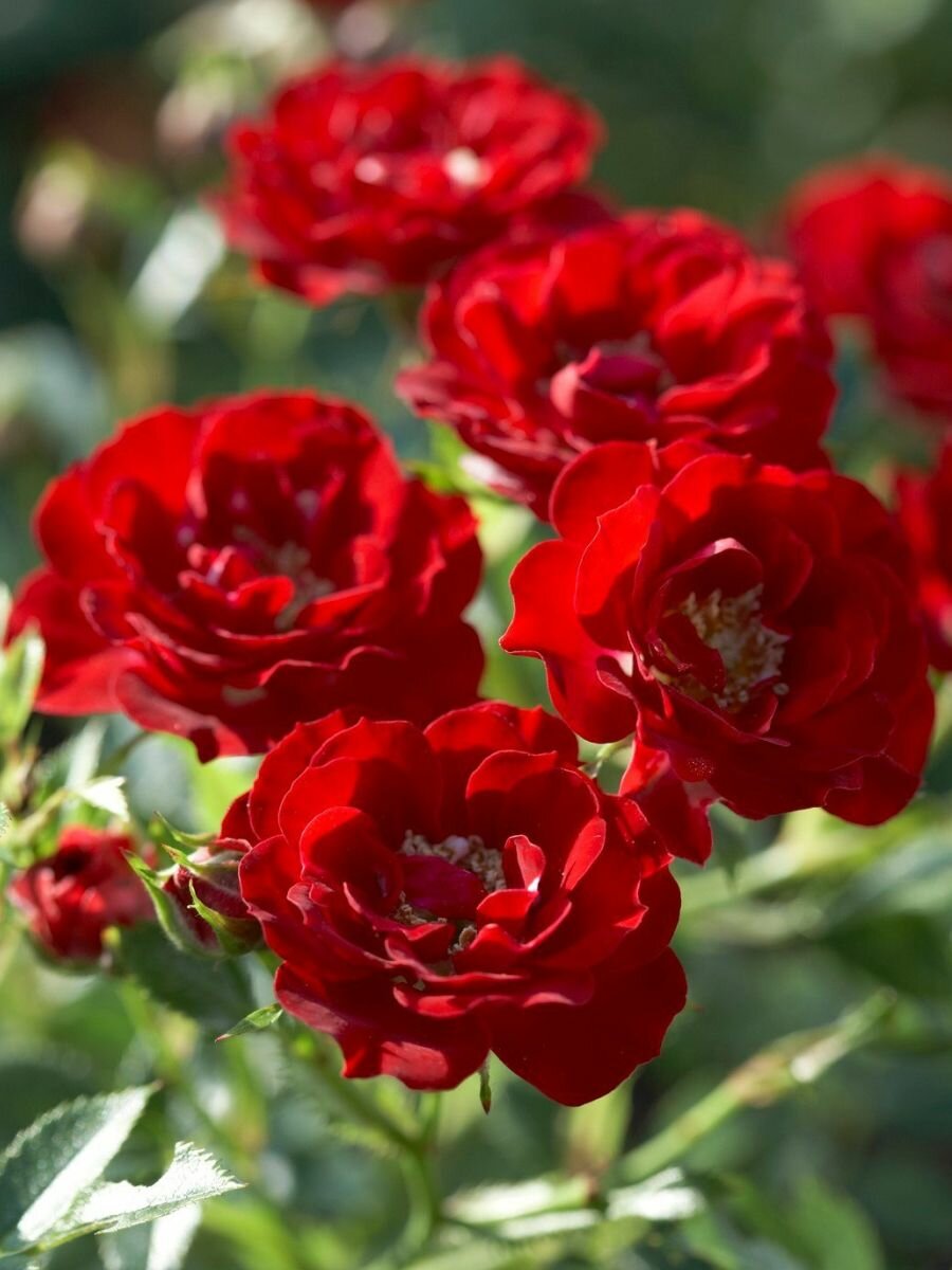 Роза канадская Аделаида Худлесс, 1 шт, морозостойкая, цвет красный