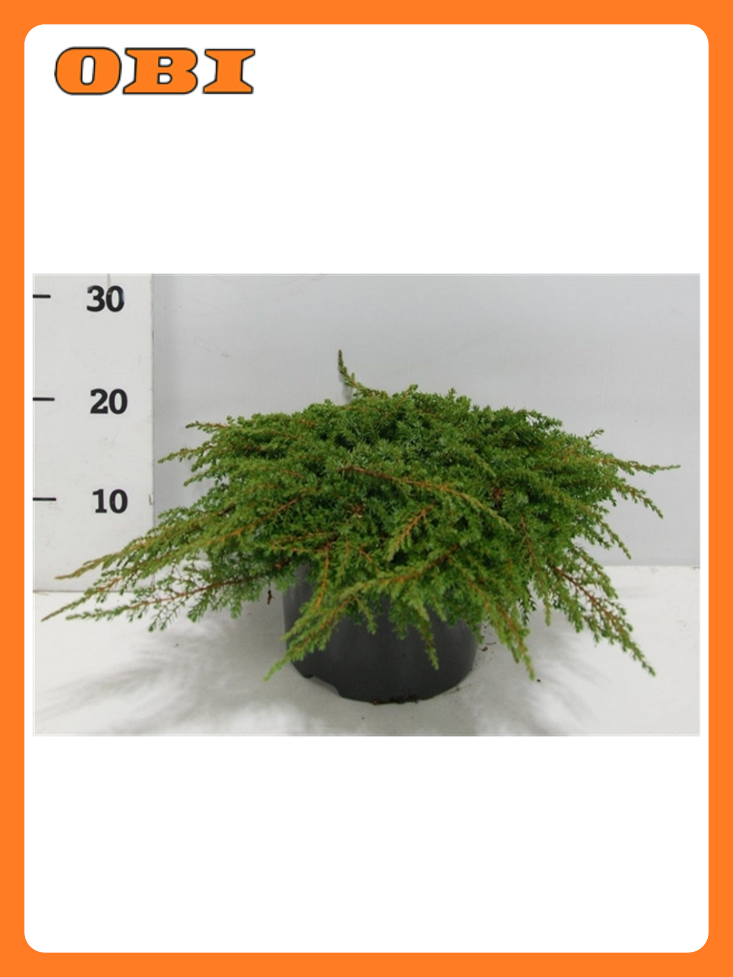 Можжевельник Грин Карпе 881567, многолетнее, декоративное, солнце