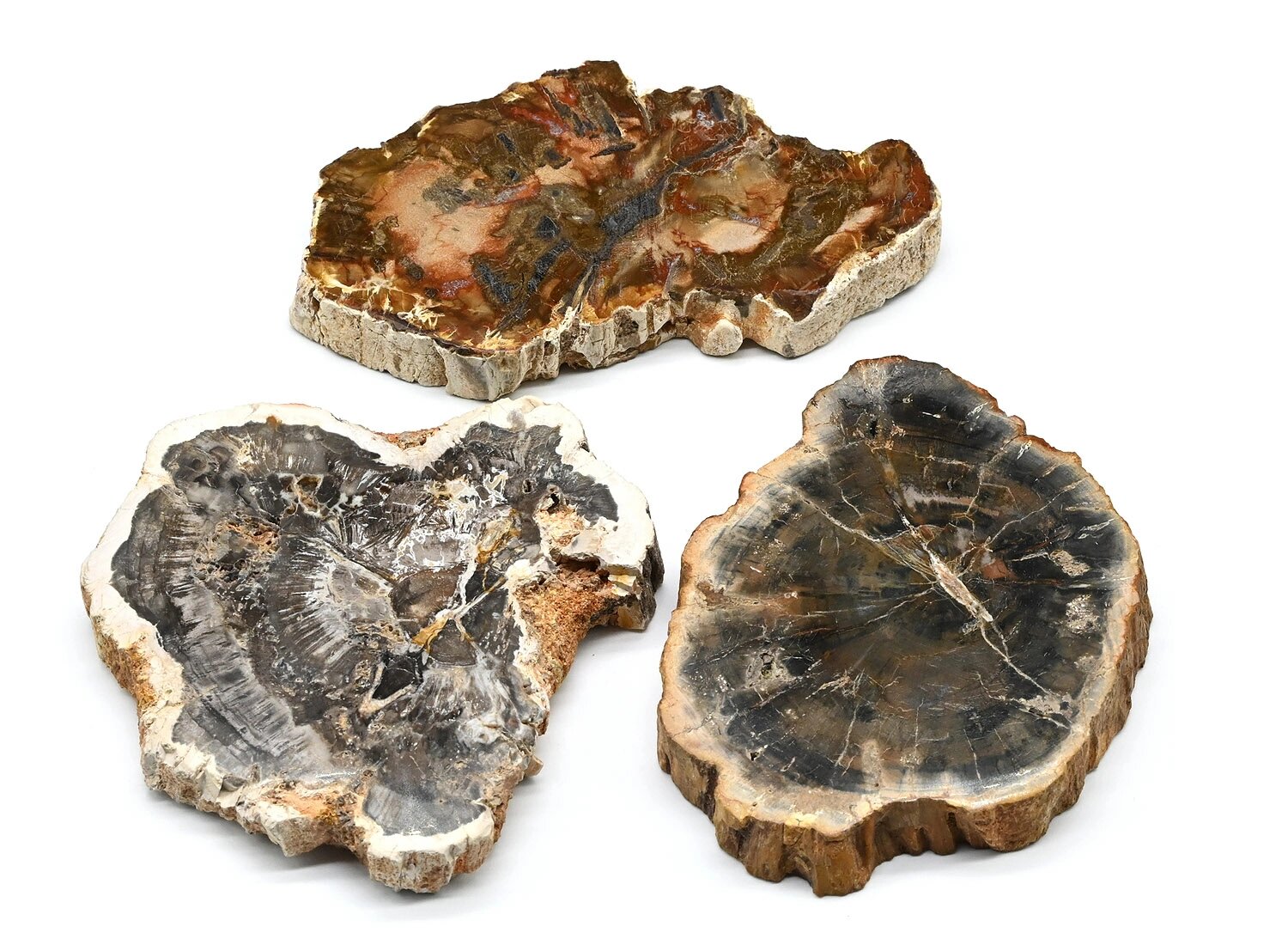 Срез окаменелого дерева 117*87*15мм, 250-299 .