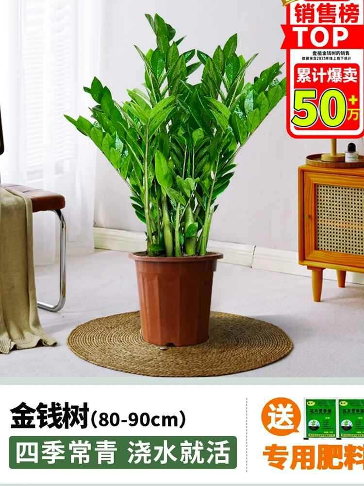 Горячая распродажаДенежное дерево, зеленое растение для интерьера, легкое в уходе, цветок для офиса, счастливое дерево, большой цветочный горшок, денежная гирлянда