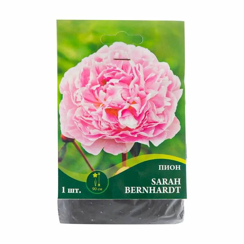 Корень пиона, 1шт, станет настоящим украшением вашего дачного участка, радуя вас пышными и ароматными цветами каждый год, создадут атмосферу романтики и умиротворения в вашем саду.