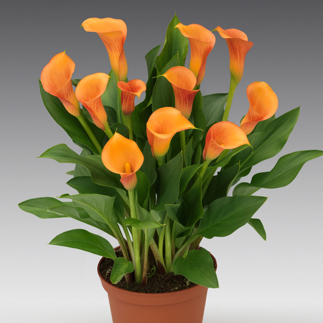 Калла Мерседес (1 клубень), Нидерланды