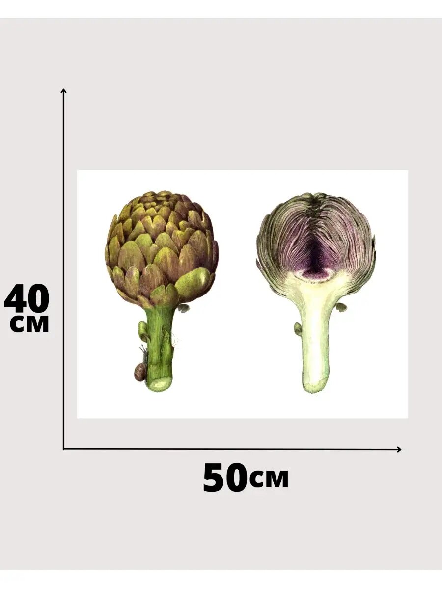 Артишок постер для кухни, 50 x 40 см, материал бумага, без рамы