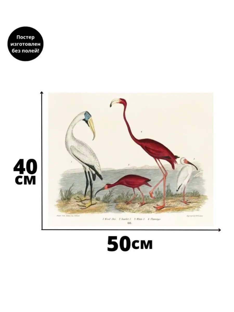 Постер животные птицы ретро стиль рисунки фауна, 50 x 40 см, бумага, без рамы