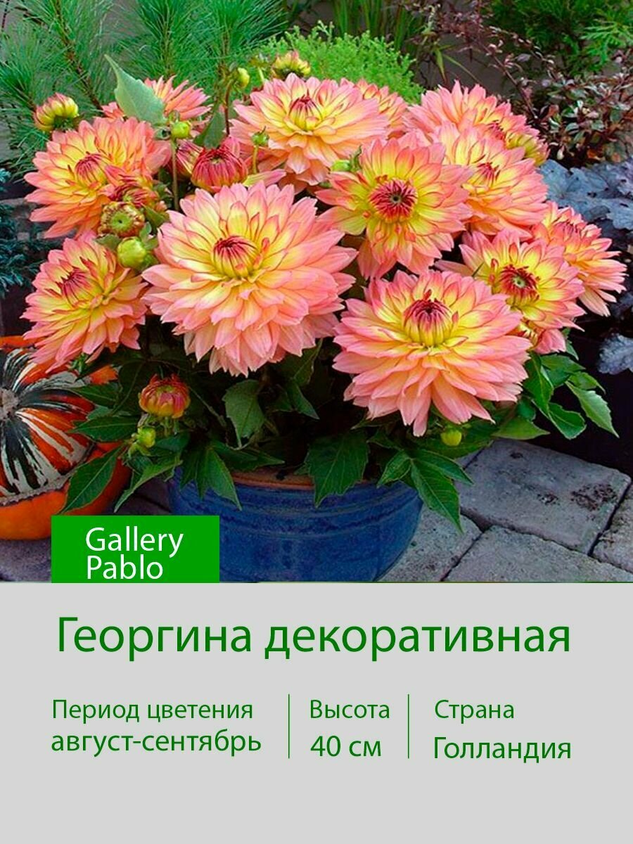 Георгина декоративная бордюрная Галлери Пабло (Gallery Pablo) 1 шт. Сотка