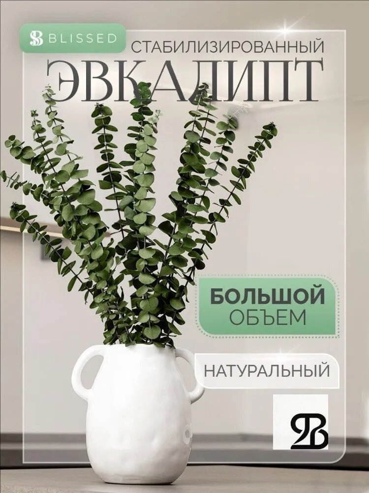 Сухоцветы Эвкалипт, 55 см, 150 гр, стабилизированные живые цветы, декор для интерьера