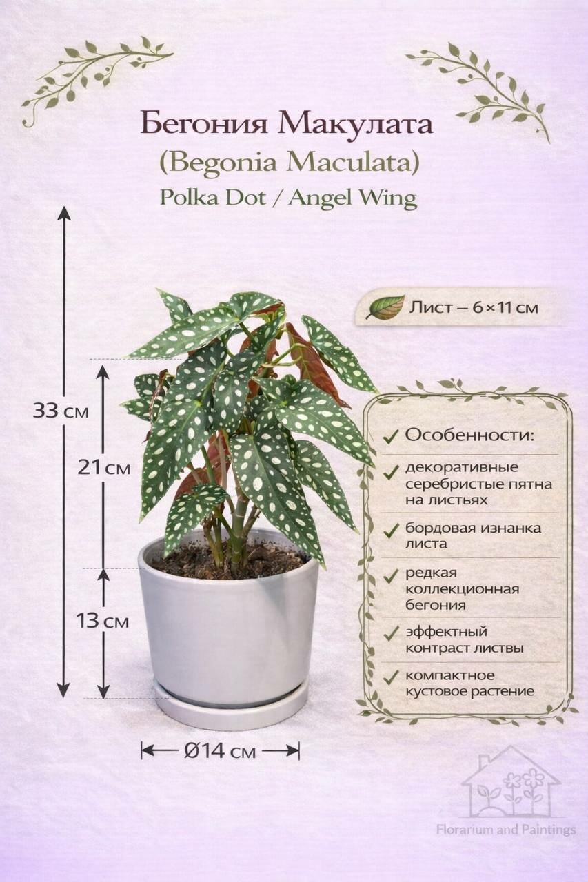 Комнатное растение Бегония Макулата (Begonia Maculata)