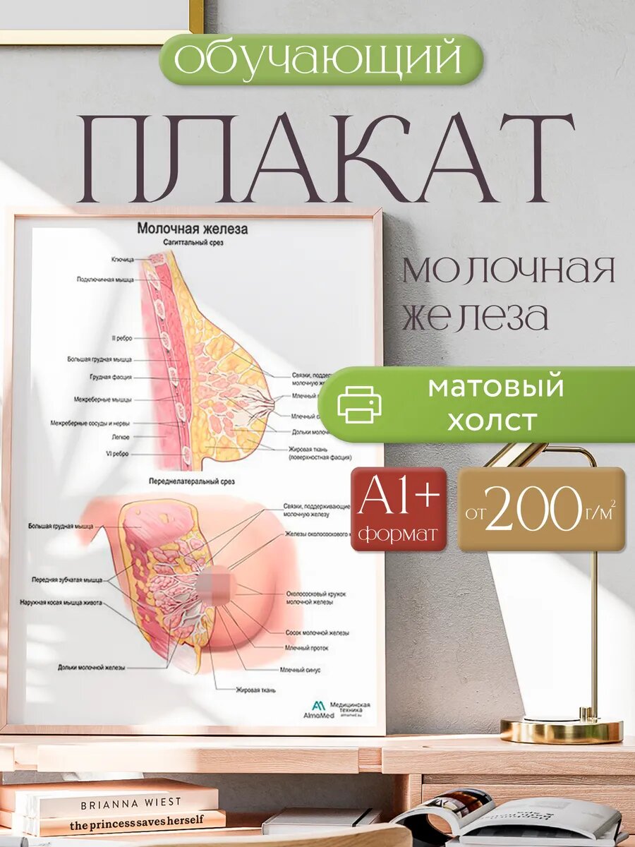 Молочная железа, строение, плакат А1+, матовый холст от 200г/м2