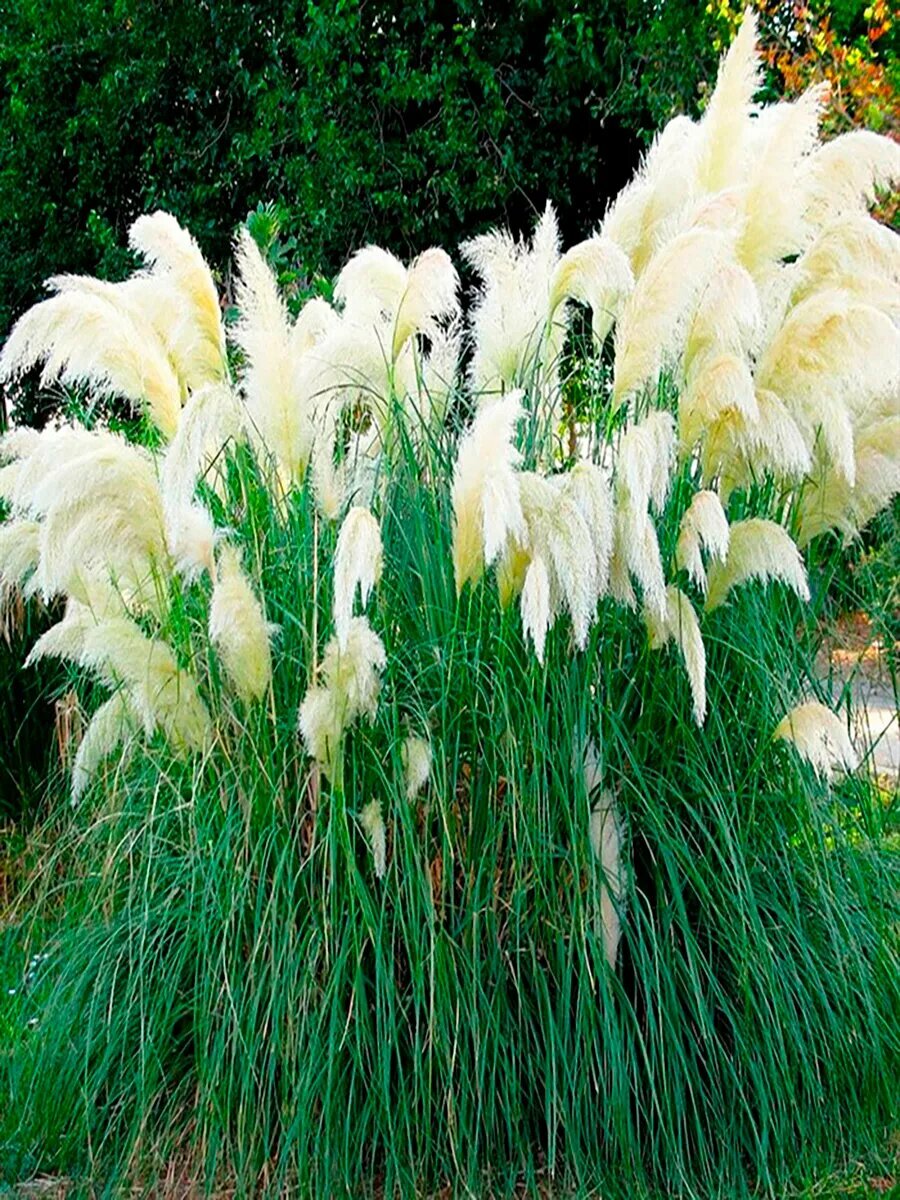 Кортадерия Садовые Растения "Cелло White Plume", многолетняя, кремово-белая, до 1 м — фото 1
