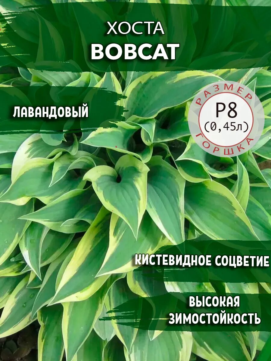 Хоста Bobcat