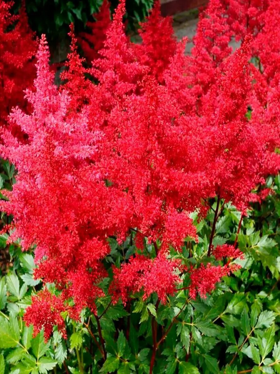 Астильба Арендса Etna