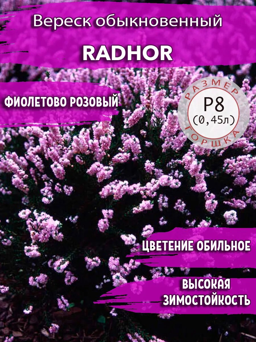 Вереск обыкновенный Radnor
