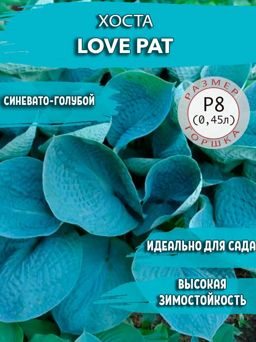 Хоста Love Pat