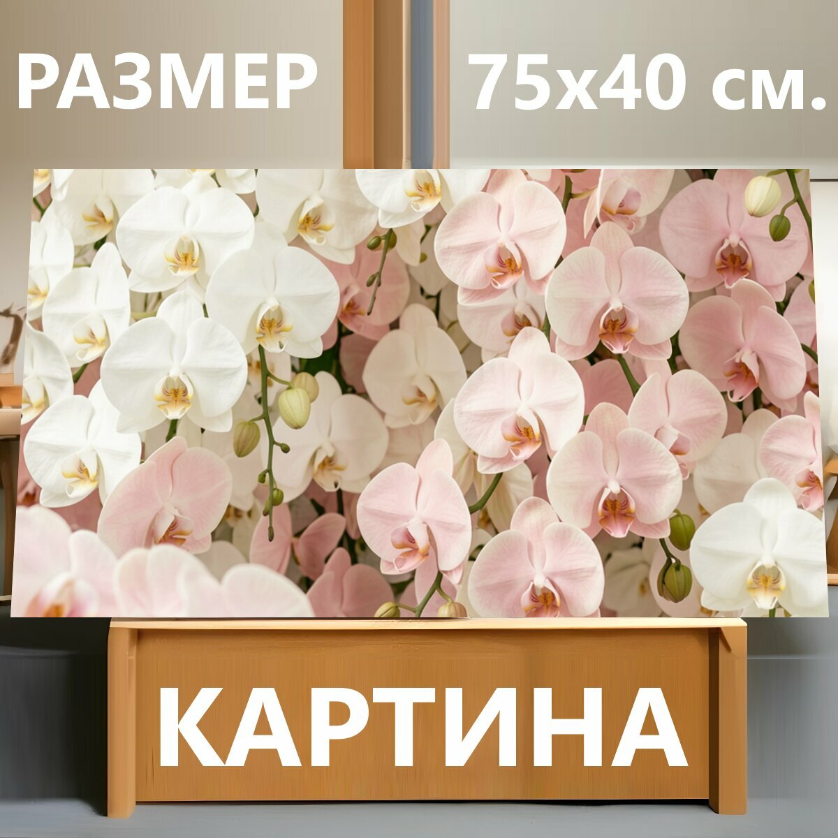 Картина на холсте "Нежные орхидеи в пастельных тонах. Изящные цветочные соцветия с тонкими лепестками в бело-розовой гамме, крупный план." на подрамнике 75х40 см. для интерьера