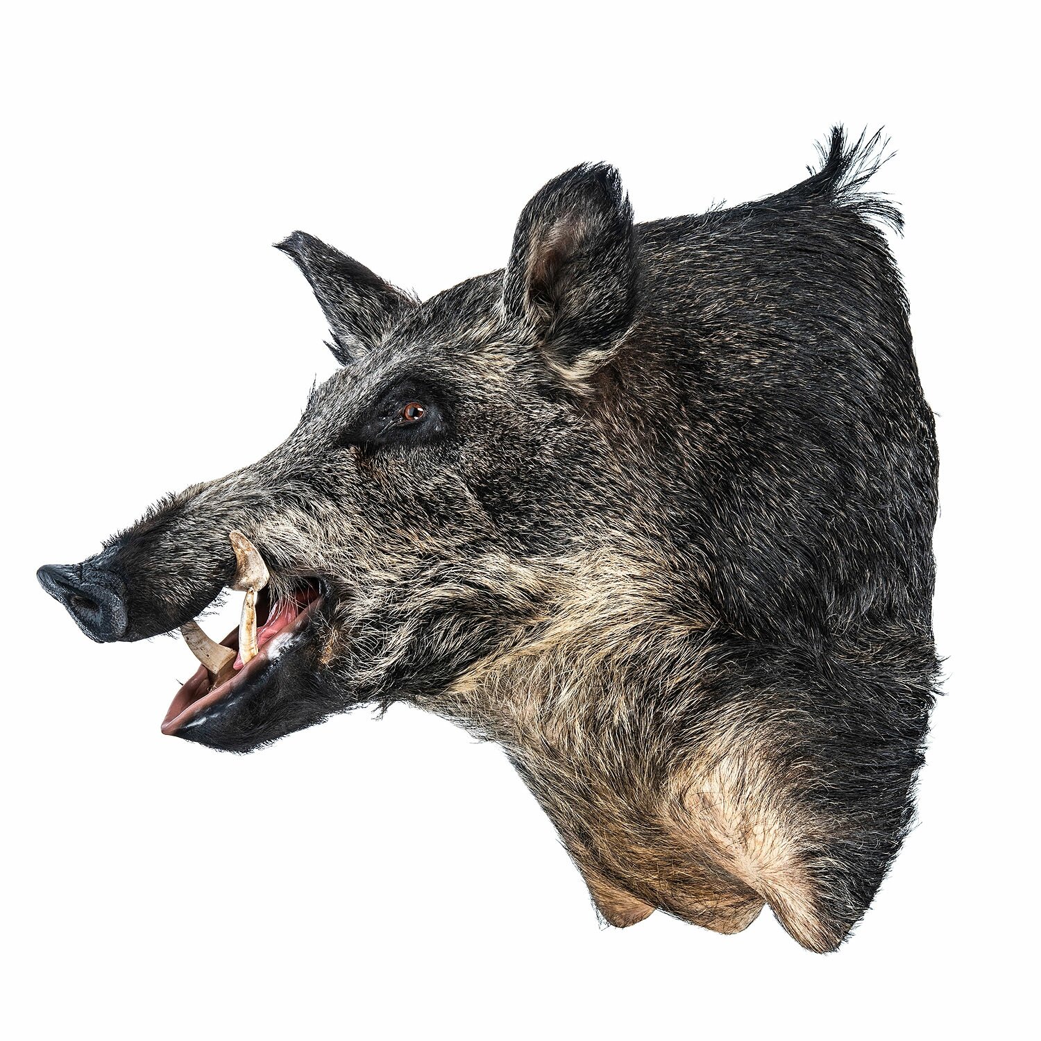 202887 чучело Голова кабана