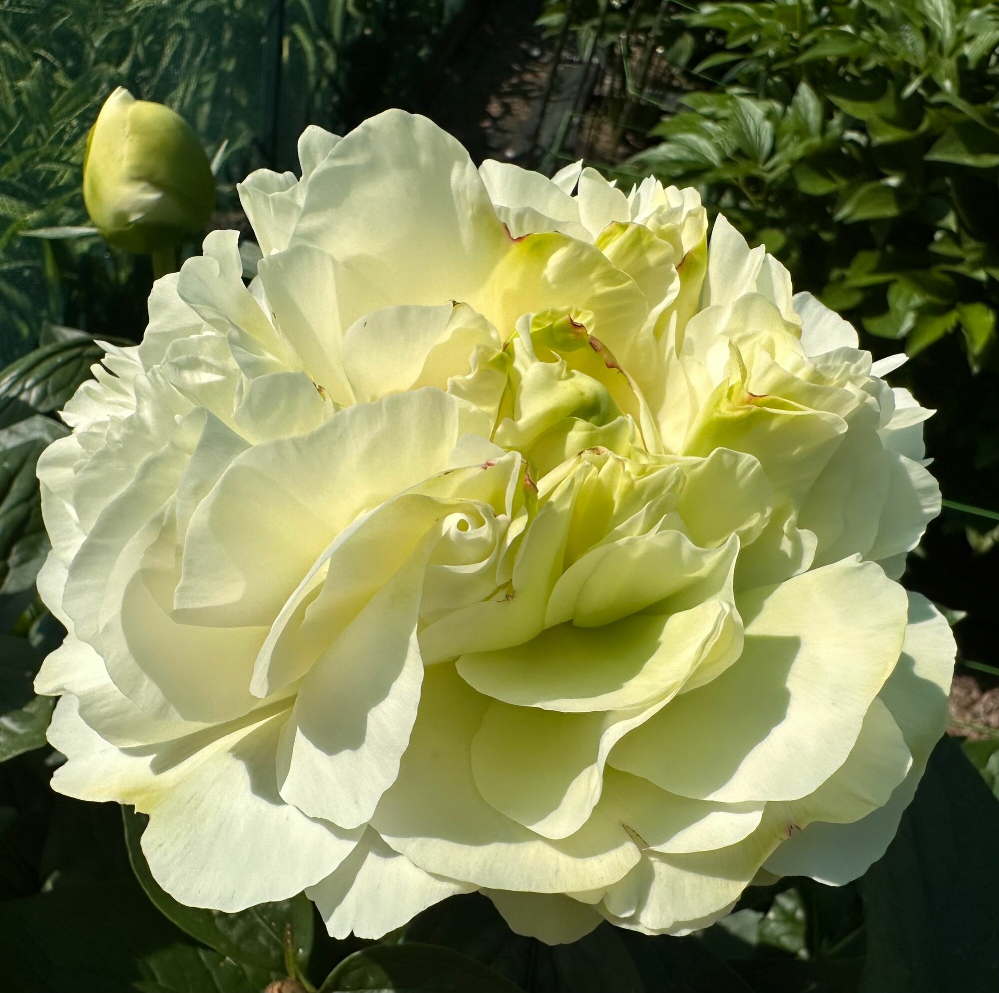 Пион Heavenly White