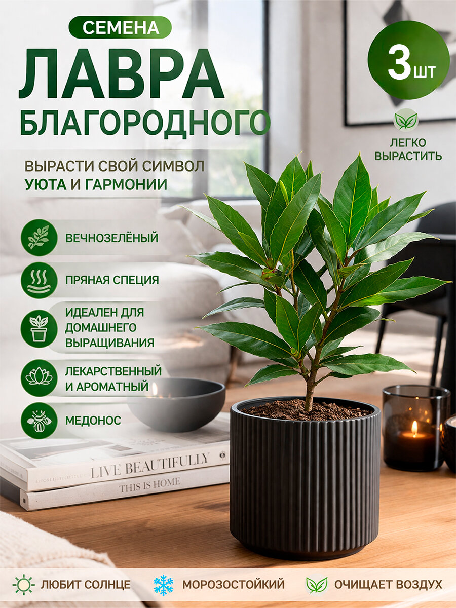 Семена Лавра Благородного (Laurus nobilis) 3 шт. Вечнозелёное дерево, пряность, для дома и сада пряное растение вечнозелёное растение комнатное растение садовое растение