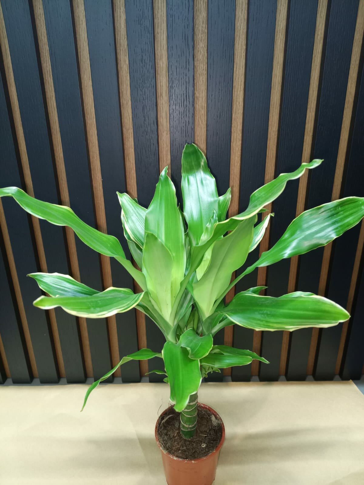 Комнатное растение Драцена «Голден Кост» от "Цветочная Лавка"