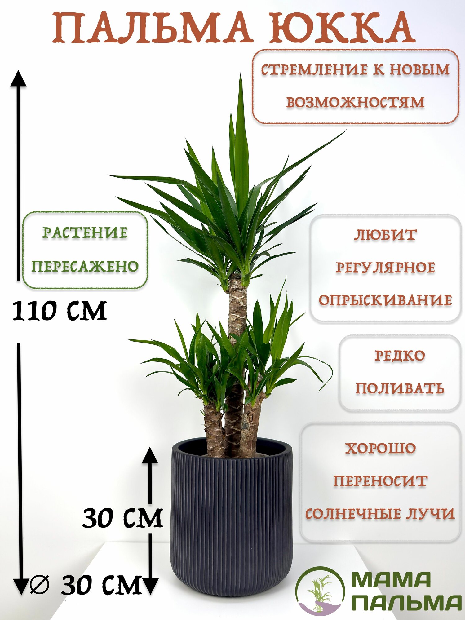 Пальма Юкка 3 ствола в кашпо JET цилиндр черный Антрацит высота 110 см