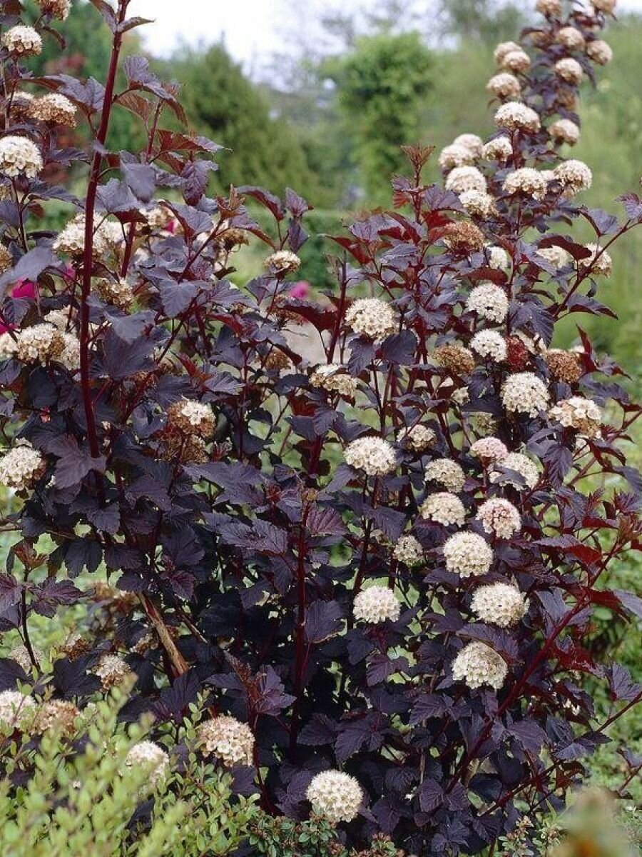 Пузыреплодник "Диаболо", морозостойкий, многолетник, красно-фиолетовые листья