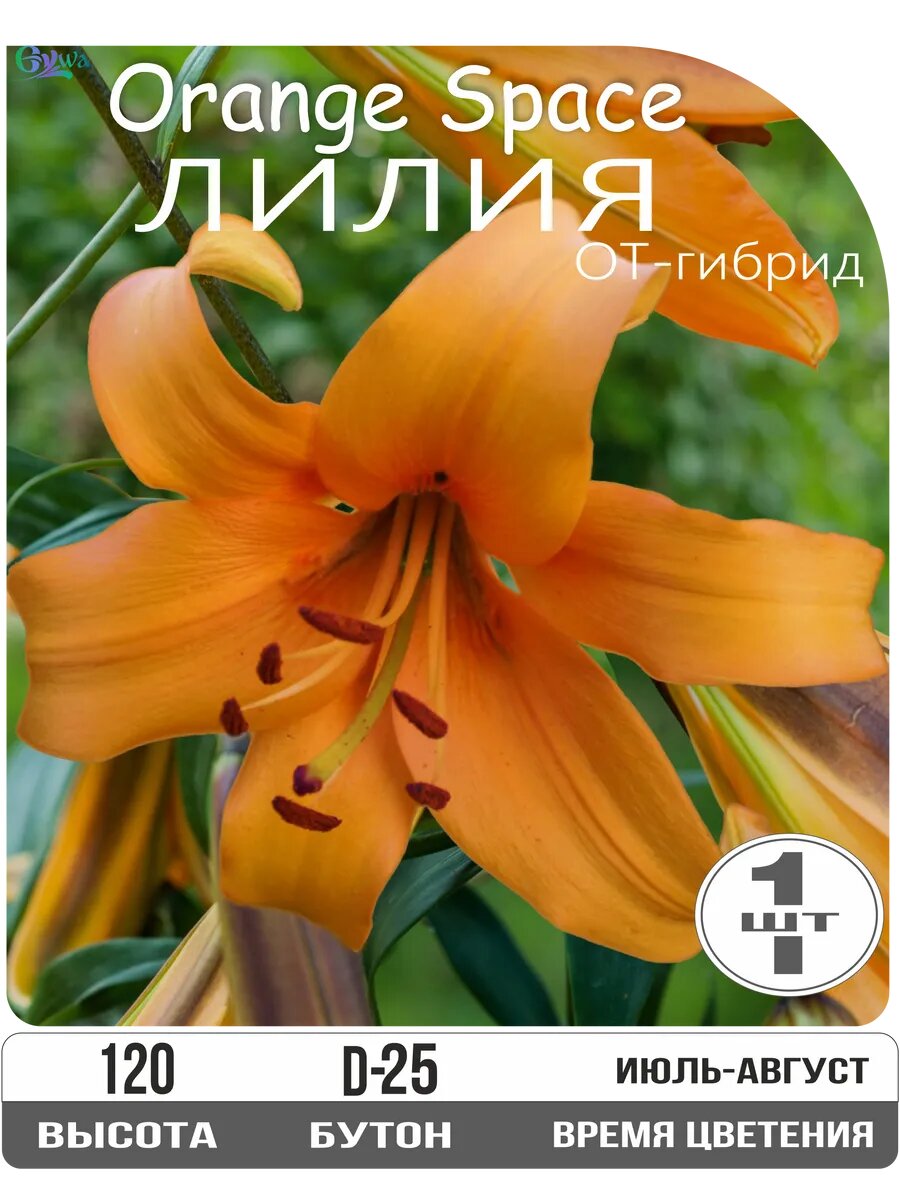 Лилия луковицы многолетние Оранж Спейс, от-гибрид, 1шт.