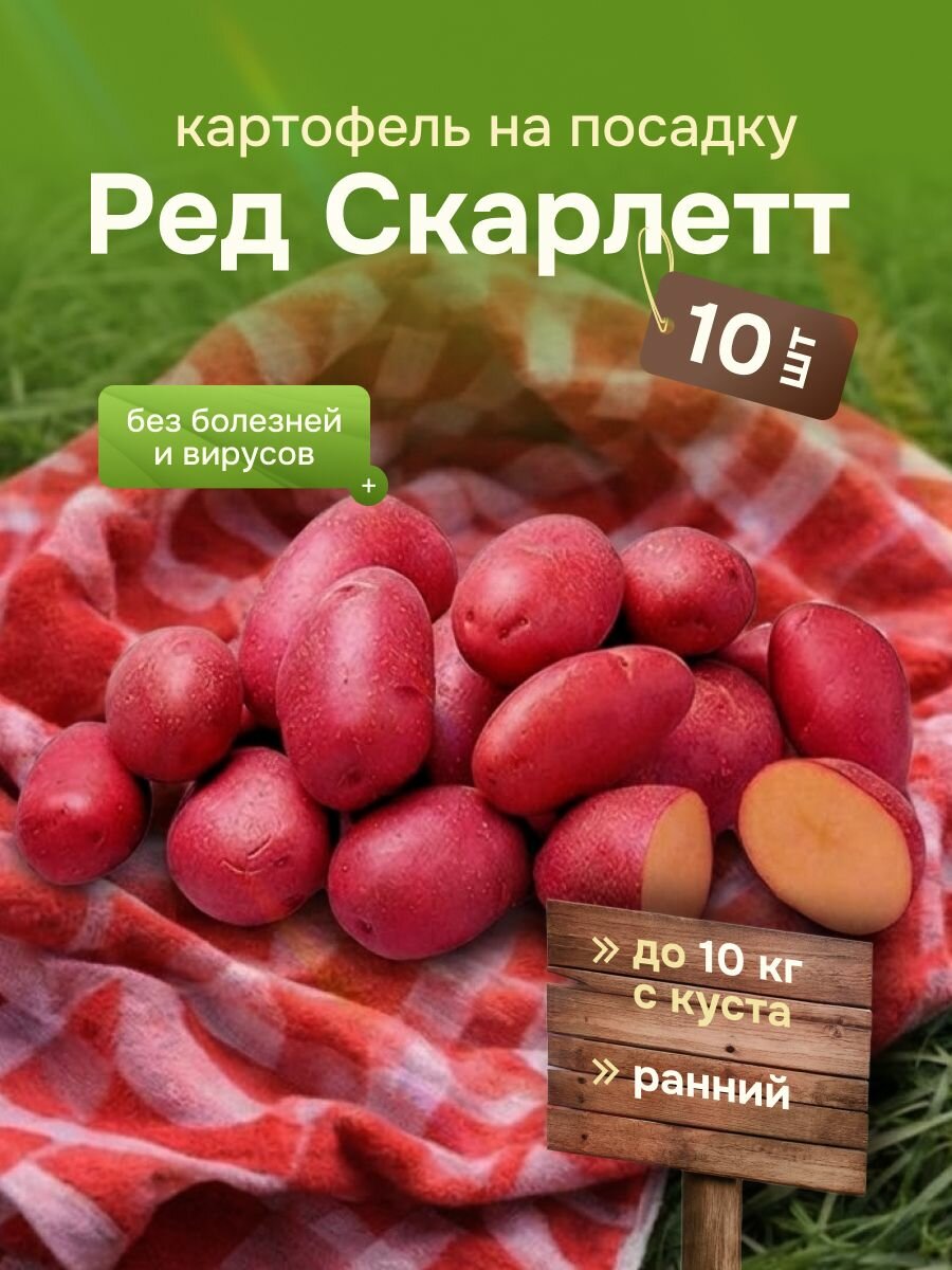 Семенной картофель на посадку Ред Скарлетт 10 шт (ранний)