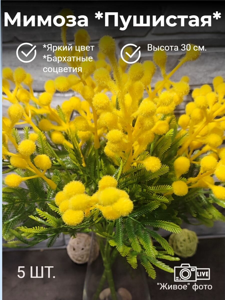 Мимоза пушистая