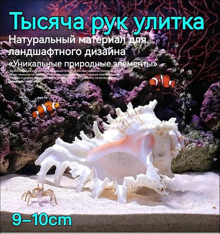 Ракушка морская, натуральная Мурекс, " Белая невеста" 9-10см./декорация для аквариума