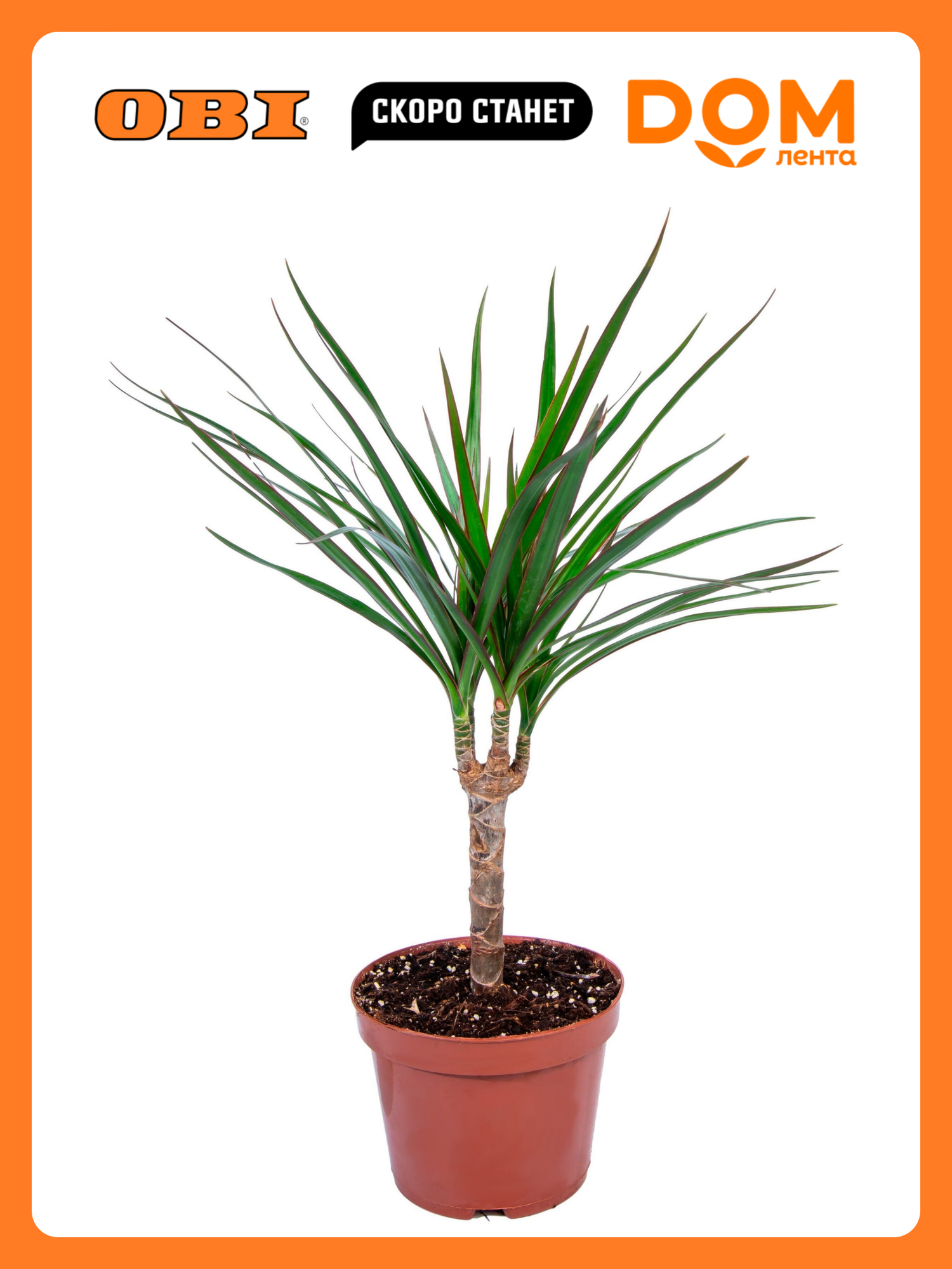 Растение Драцена 30 см в ассортименте