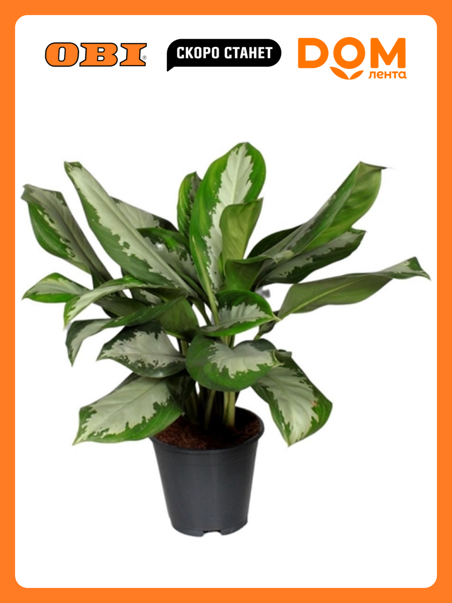Растение Аглаонема Даймонд, декоративно-лиственное, высота 45 см, диаметр горшка 17 см