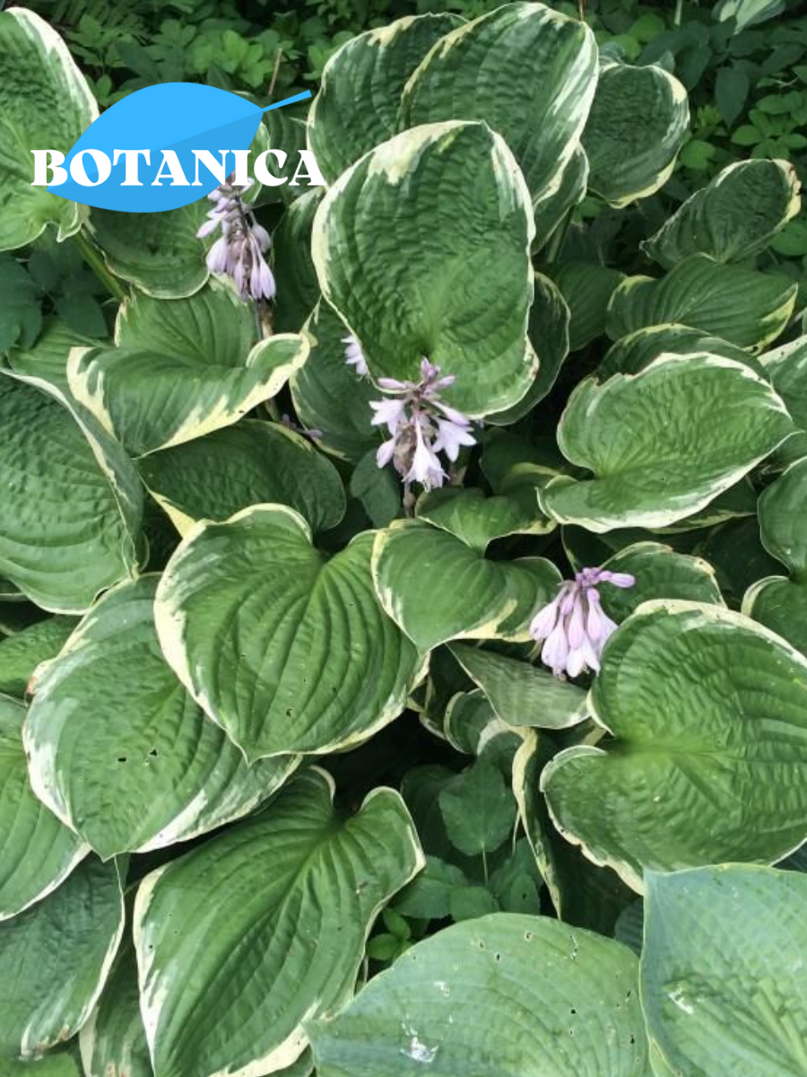 Луковицы цветов, botanica garden , Хоста Крисмас Три (1 штука)