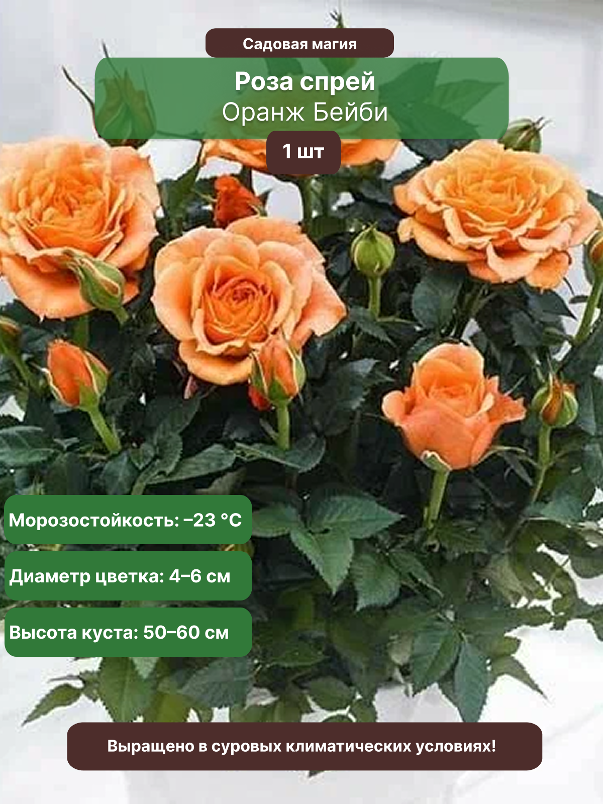 Роза спрей Оранж Бейби , 1 саженец . многолетняя , оранжевая