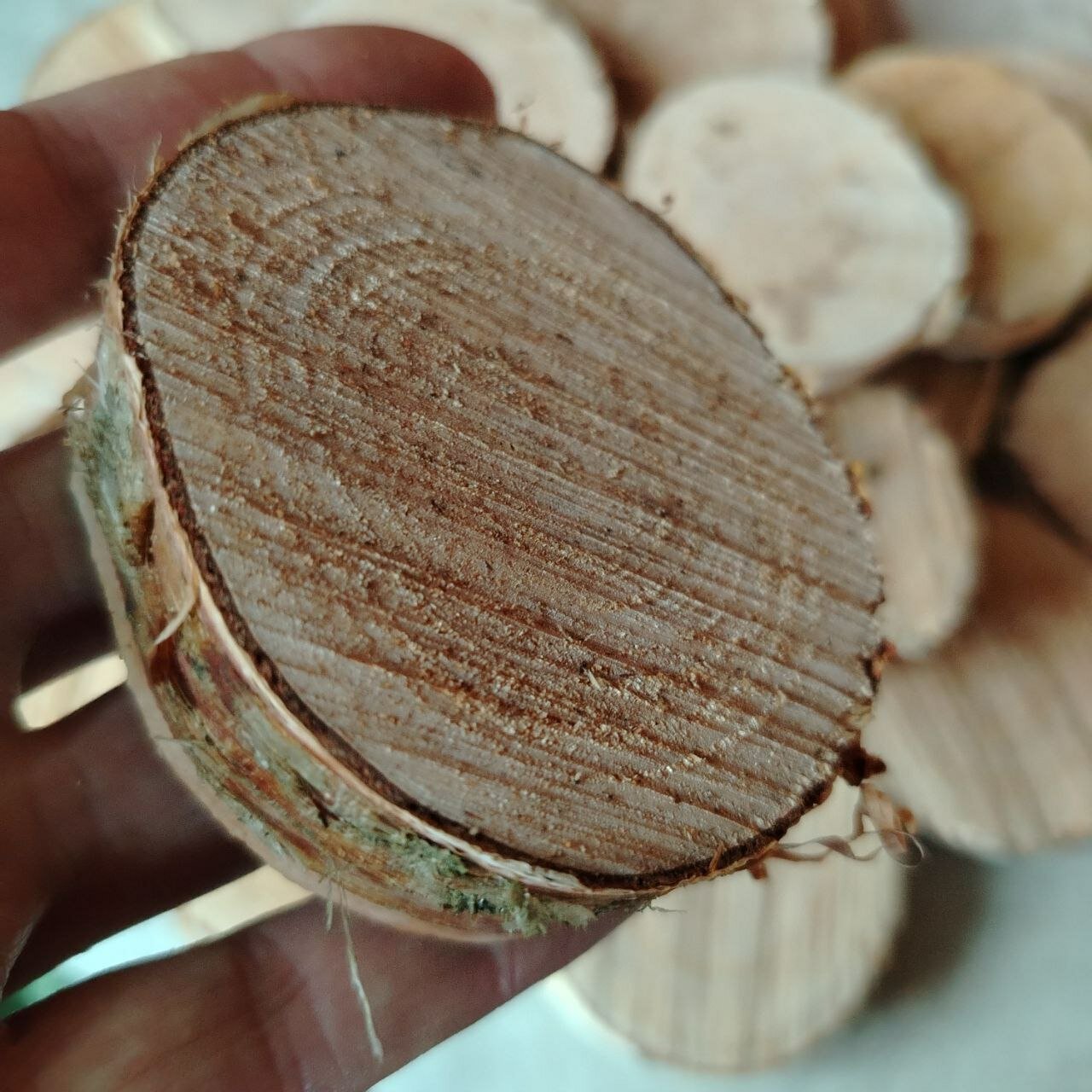 Спил березовый, для творчества, рукоделия, поделок и грызунов, 25 штук