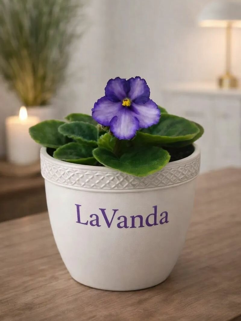 Сенполия (Фиалка узамбарская) комнатная в горшке, Живое растение для дома, Цветущая фиалка