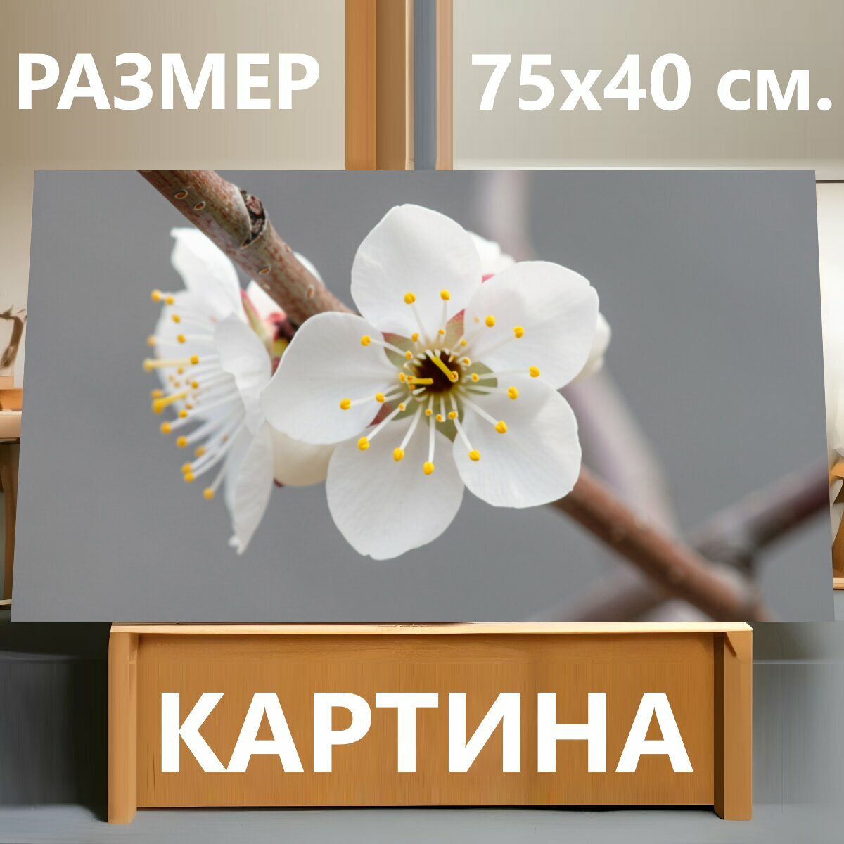 Картина на холсте "Ветка дерева с тонкой коричневой корой, на которой расцвели белоснежные цветы с аккуратными лепестками и яркими желтыми." на подрамнике 75х40 см. для интерьера