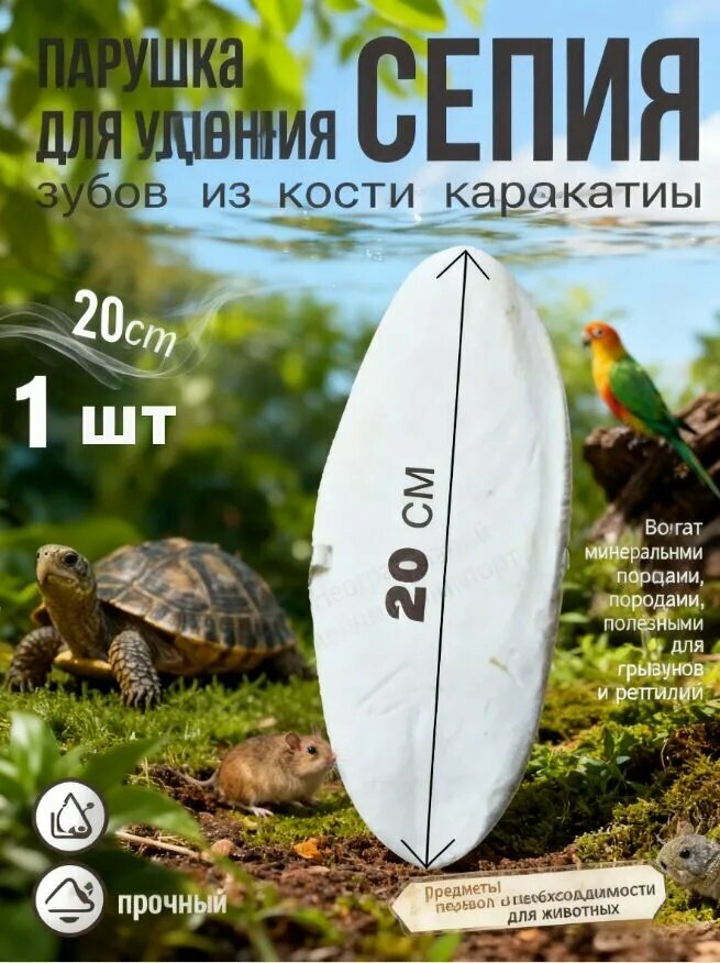 Сепия 20 см 1 штуки, панцирь каракатицы для улиток, черепах, попугаев, рептилий, корм для птиц