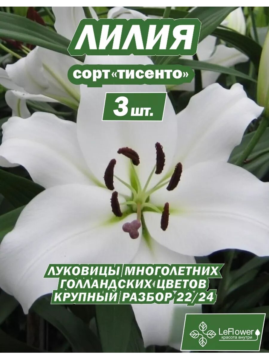 Лилия Луковица, Тисенто, 3 шт