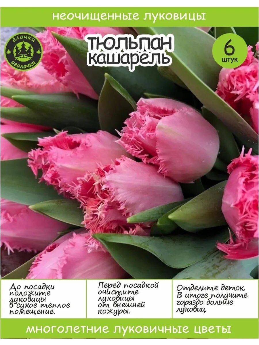 Тюльпан Луковица, Кашарель, 6+ шт