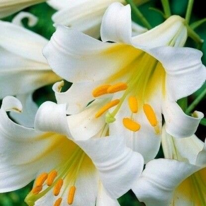 Лилия Регале Альбум 1 шт