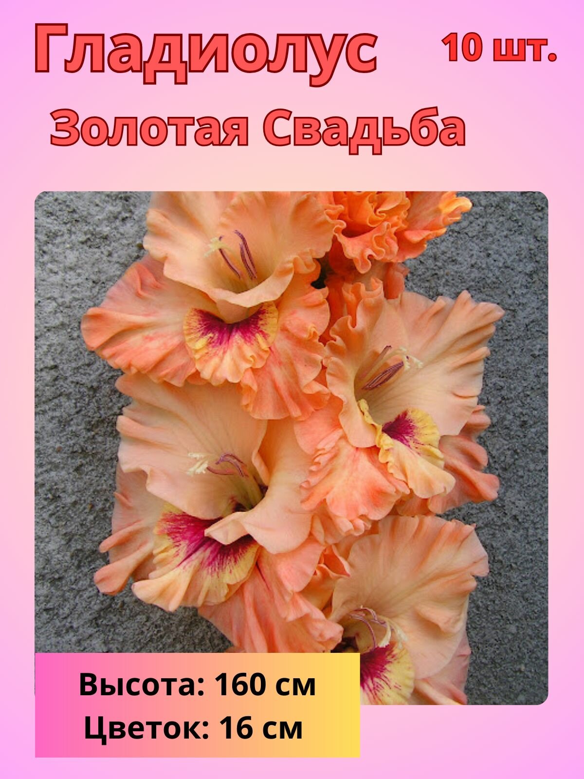 Гладиолус крупноцветковый, луковицы Гладиолуса 10 шт