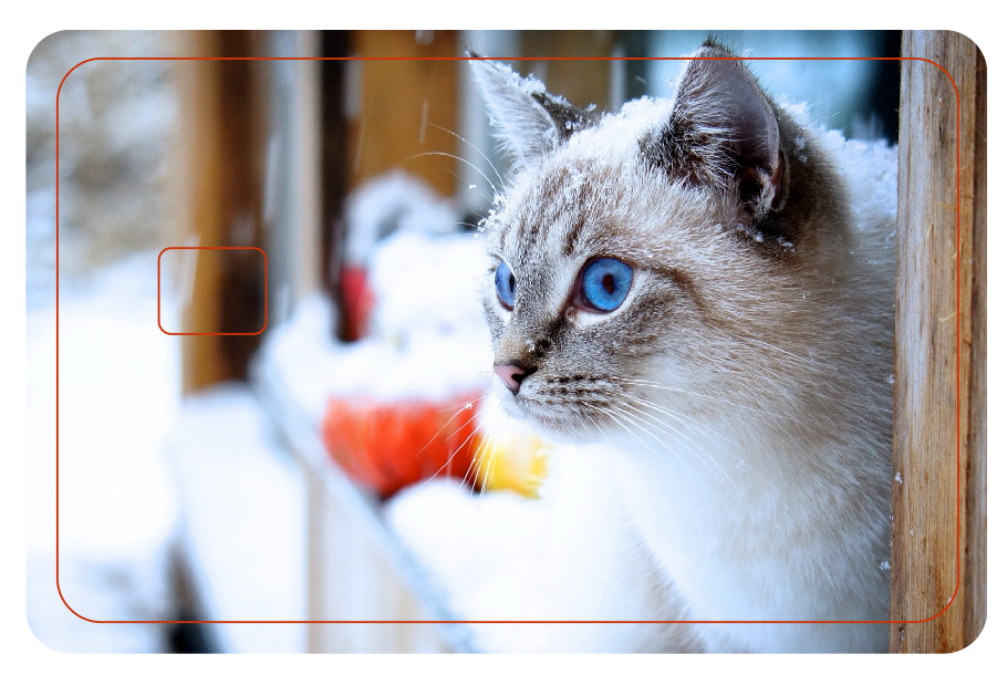 Наклейка на банковскую карту, стикер на карту, кошки