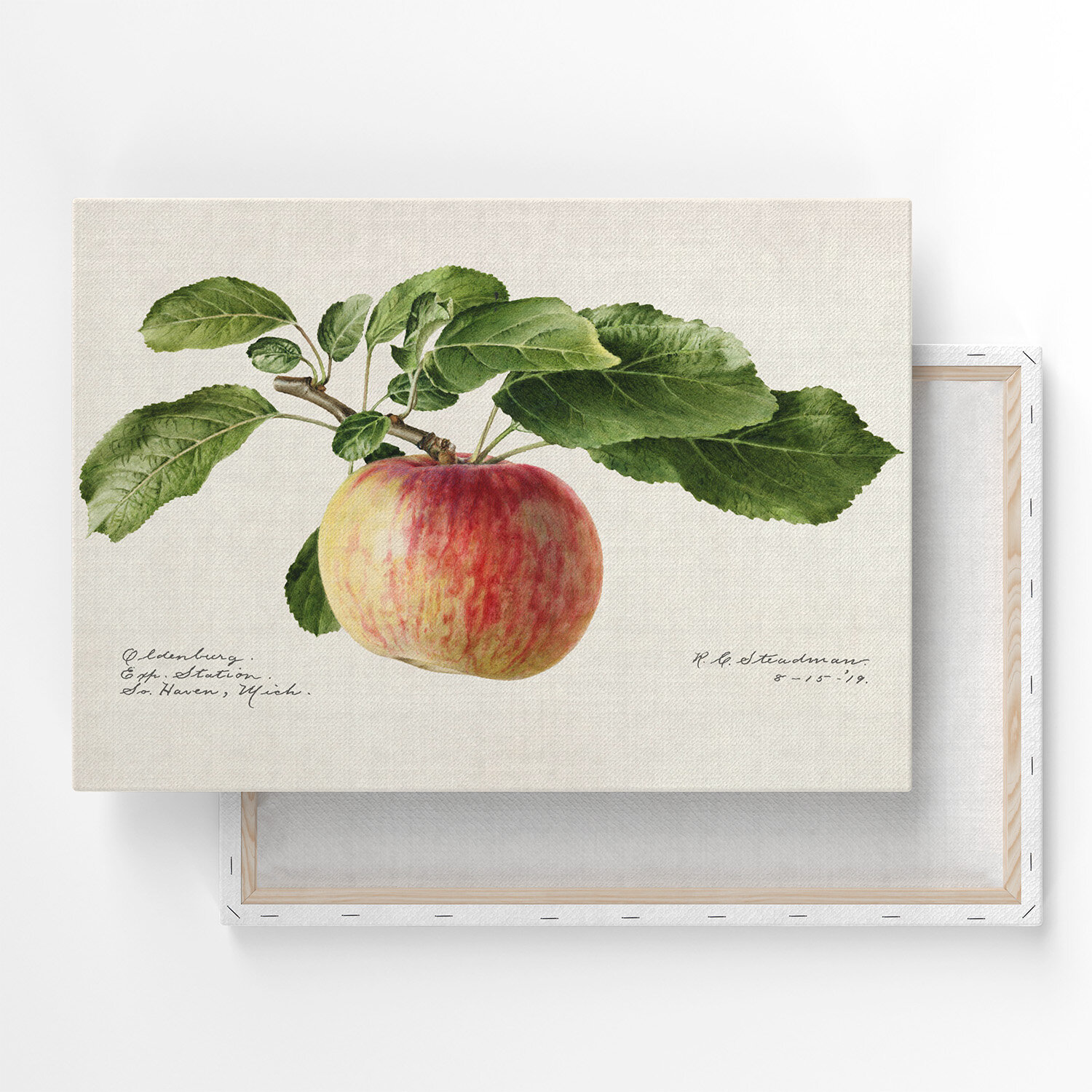 Картина на холсте, репродукция / Гравюры фруктов - яблоко / Размер 60 x 80 см