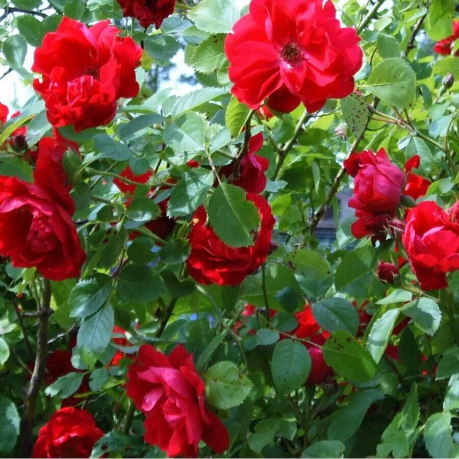 Семена Deodar SEEDS COMPANY Роза плетистая 10 шт.