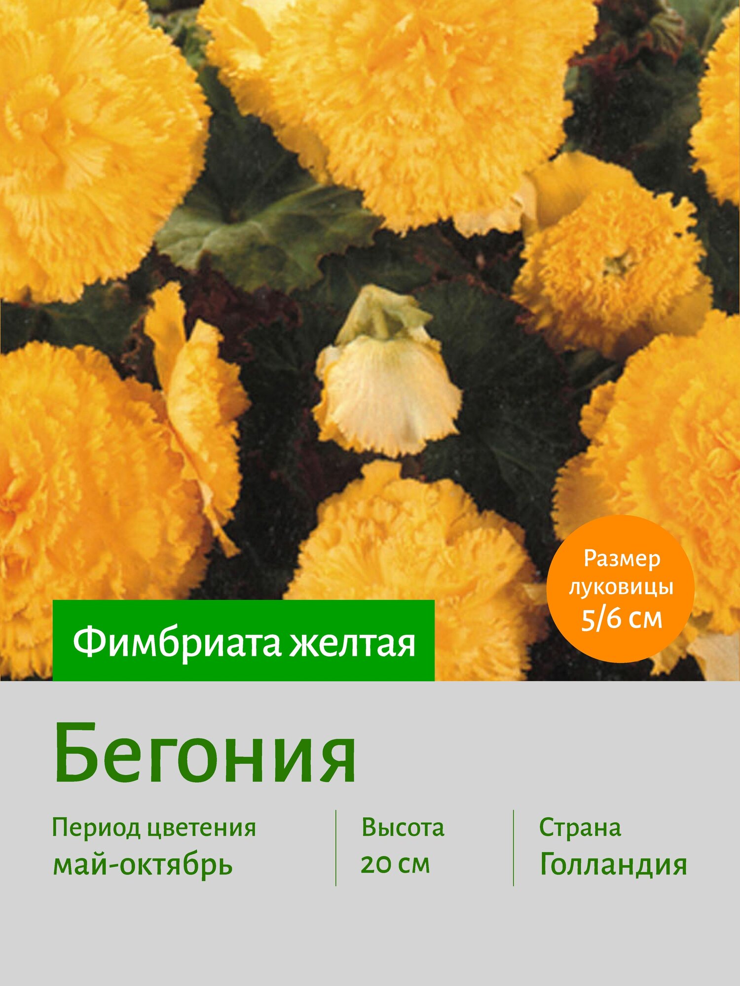 Бегония Фимбриата жёлтая (Fimbriata yellow) 1 шт сотка