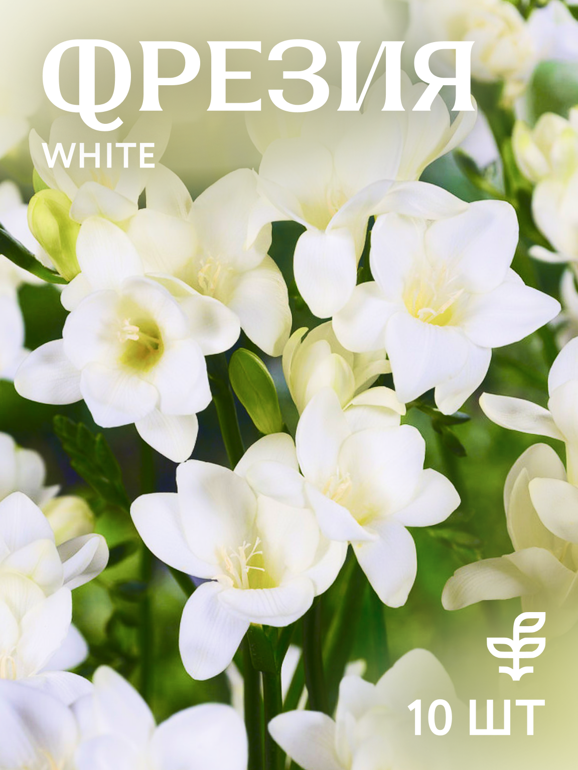 Фрезии луковицы многолетние крупноцветковые 10шт