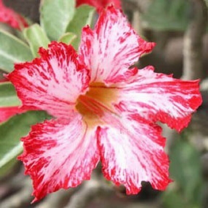 Адениум, Adenium Obesum Desert Rose Water Splash, Всплеск воды, семена
